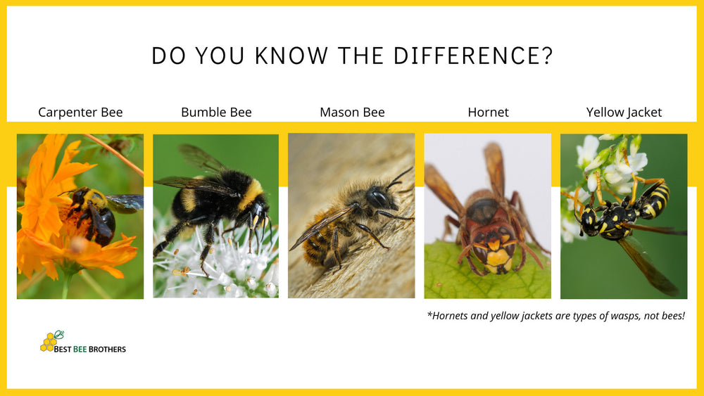Different Types of Bees at Your House | Best Bee Brothers