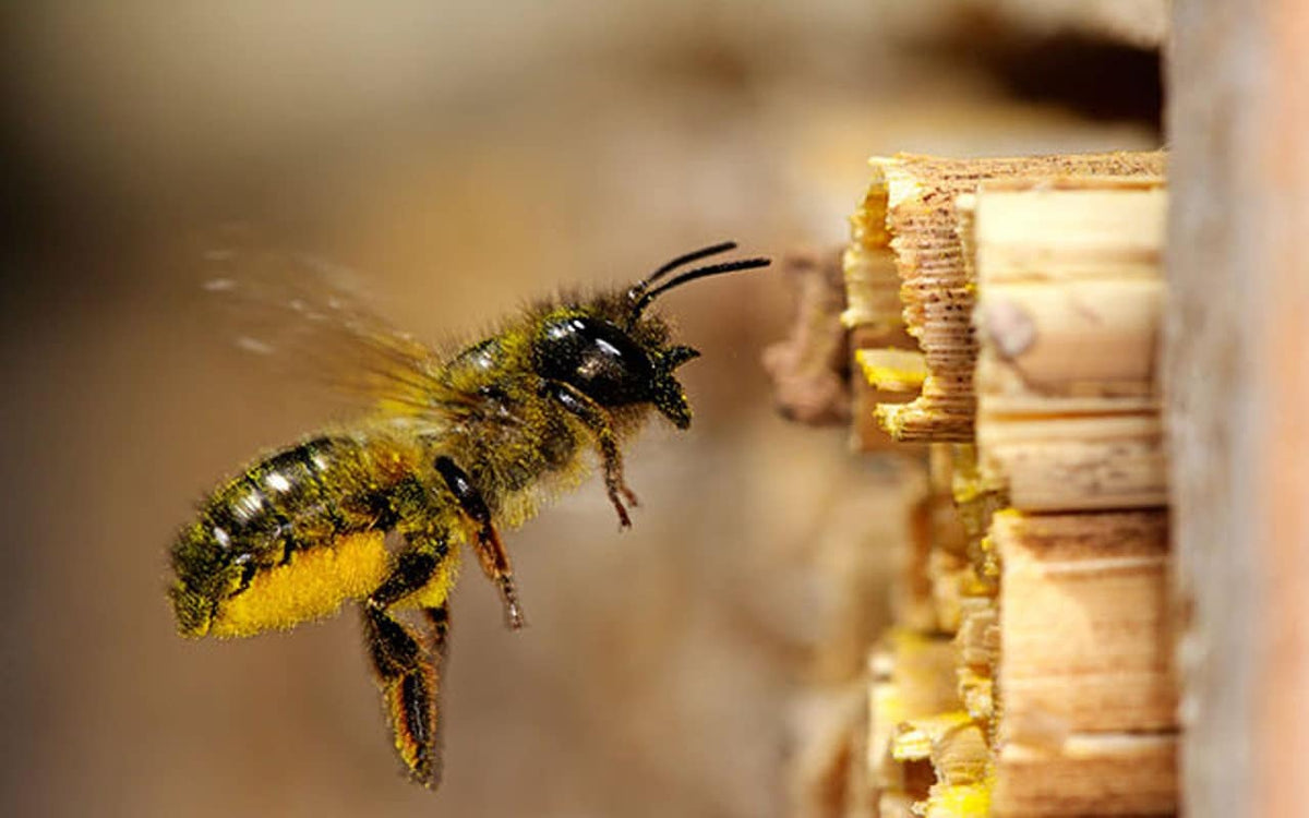 Mason Bees: How Do They Pollinate & How To Attract Them | Best Bee Brothers