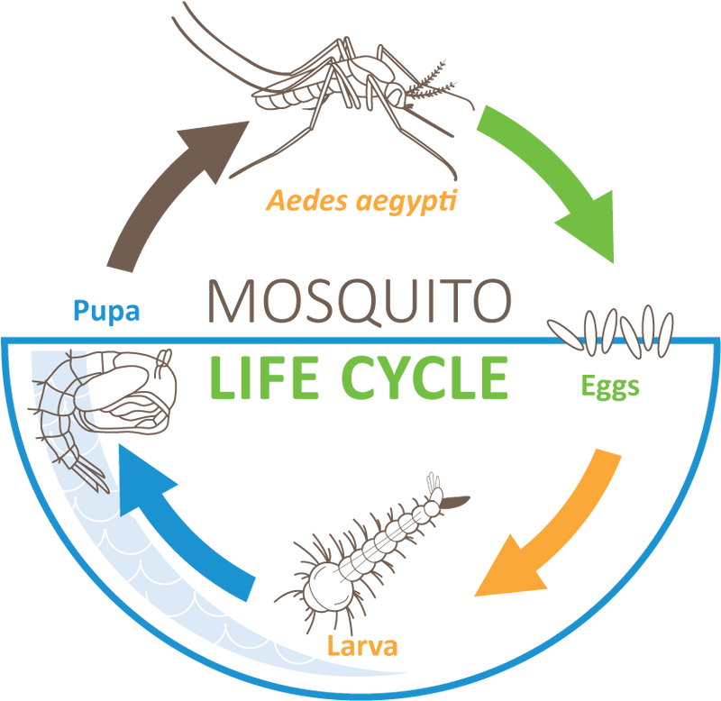 Fun and Not-So-Fun Mosquito Facts | Best Bee Brothers