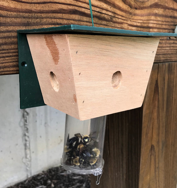 Most Effective Time to Install a Carpenter Bee Trap | Best Bee Brothers