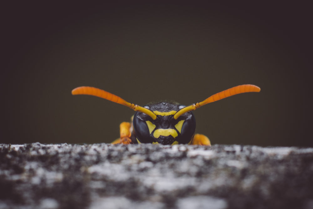 Wasps Life Cycle: Wasps Seasonality Information | Best Bee Brothers