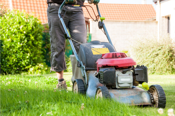 No Mow Month: Purpose, Benefits, & More | Best Bee Brothers
