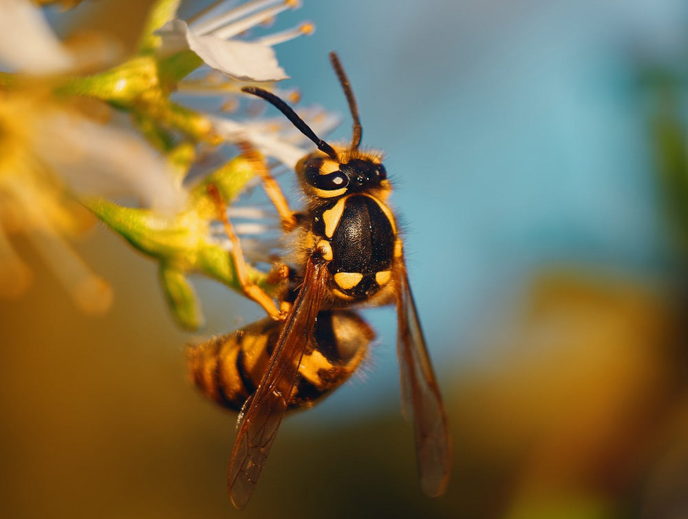 Do Fake Wasp Nests Work? | Best Bee Brothers