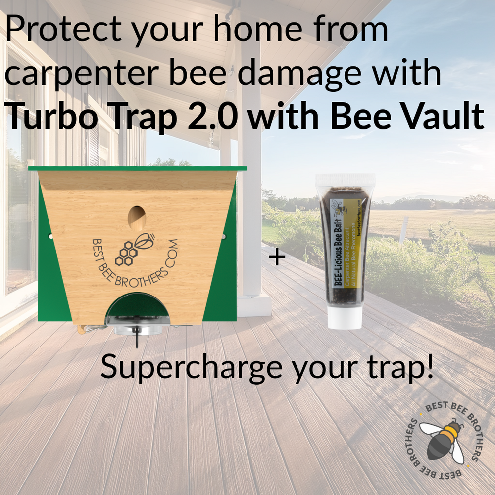 Carpenter Bee Turbo Trap | Best Bee Brothers