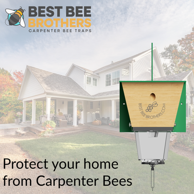 Ultimate Pro, Carpenter Bee Trap with Bee Vault and Extra Large Extern