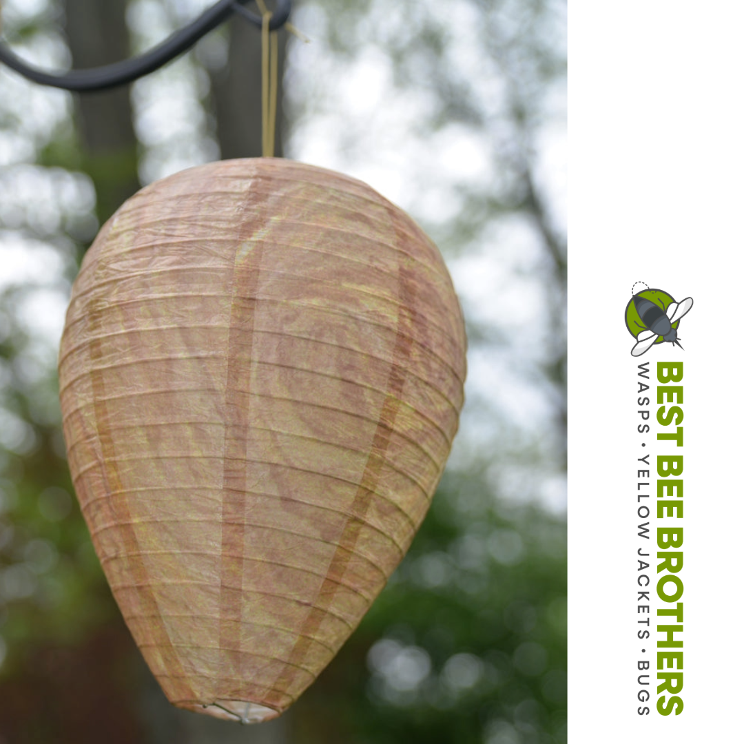 Wasp Deterrent: 2 Pack - Fake Wasp Nest to Repel Wasps | Best Bee Brothers