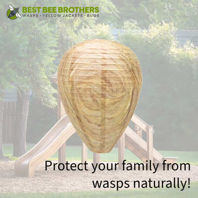 Wasp Deterrent: 2 Pack - Fake Wasp Nest to Repel Wasps | Best Bee Brothers